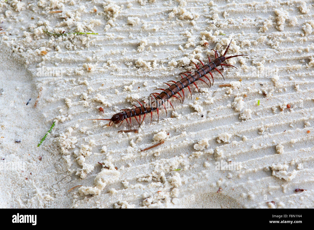 Centipedes hi-res stock photography and images - Alamy