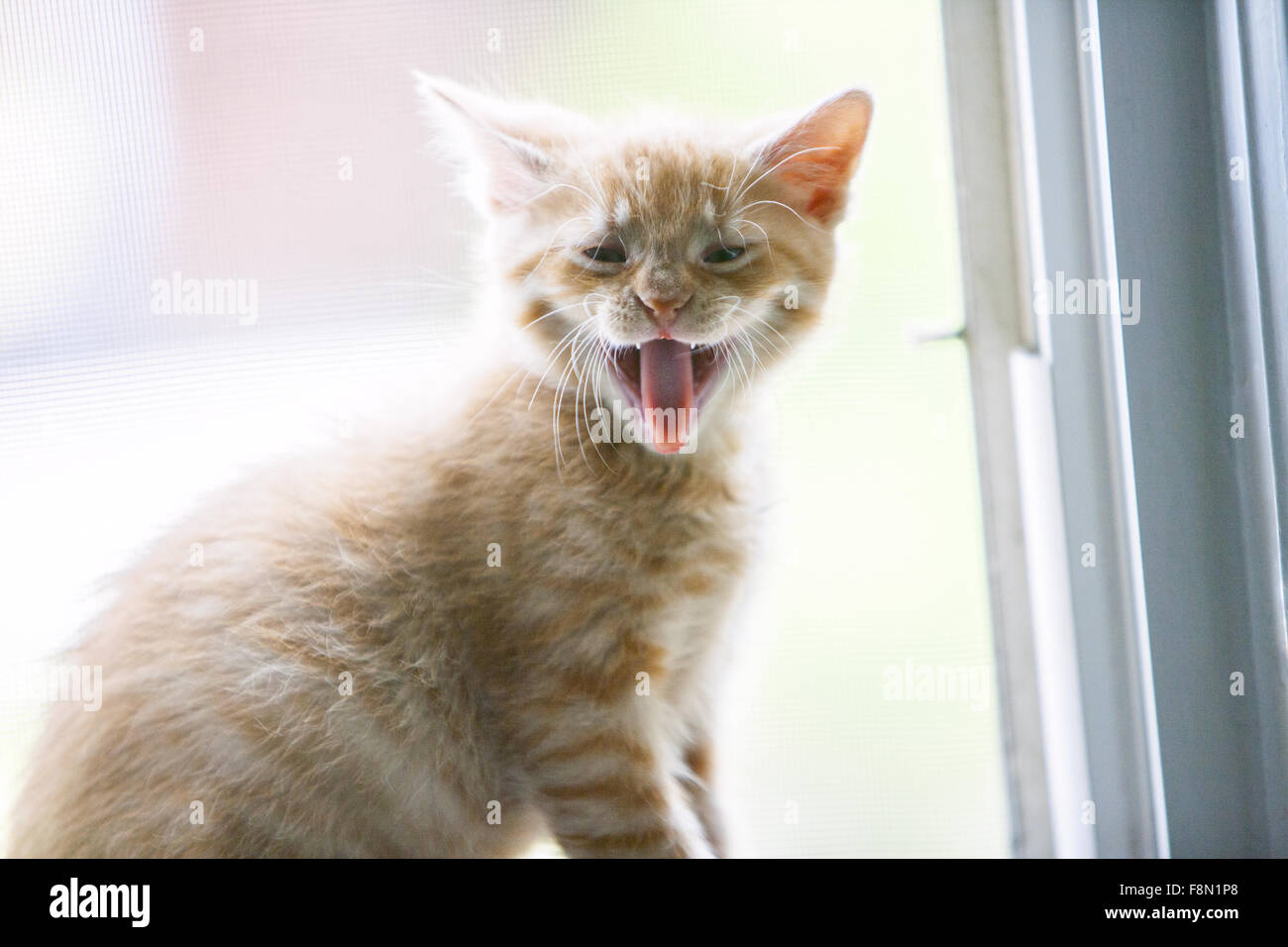 Yawning kitty hi-res stock photography and images - Alamy