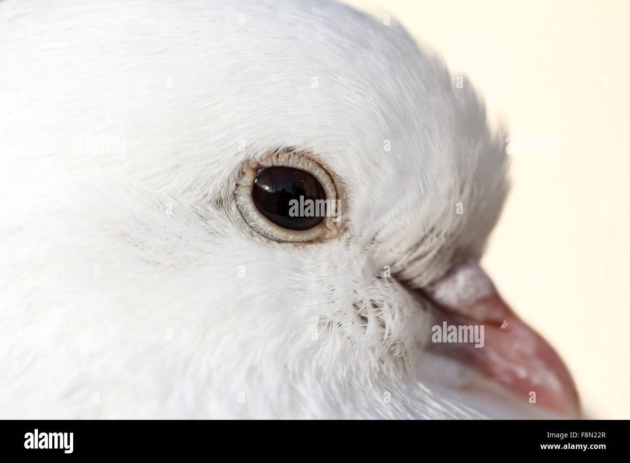 Dove Beak