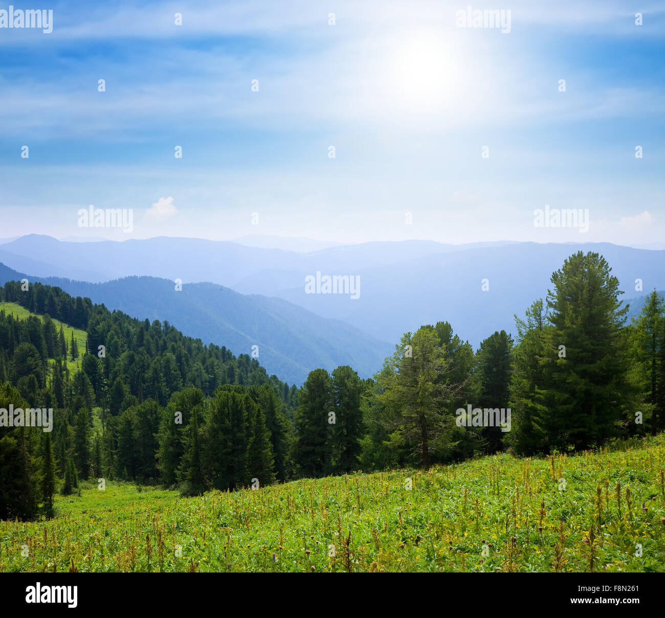 Forest mountains in sunny day, Altai, Siberia Stock Photo - Alamy