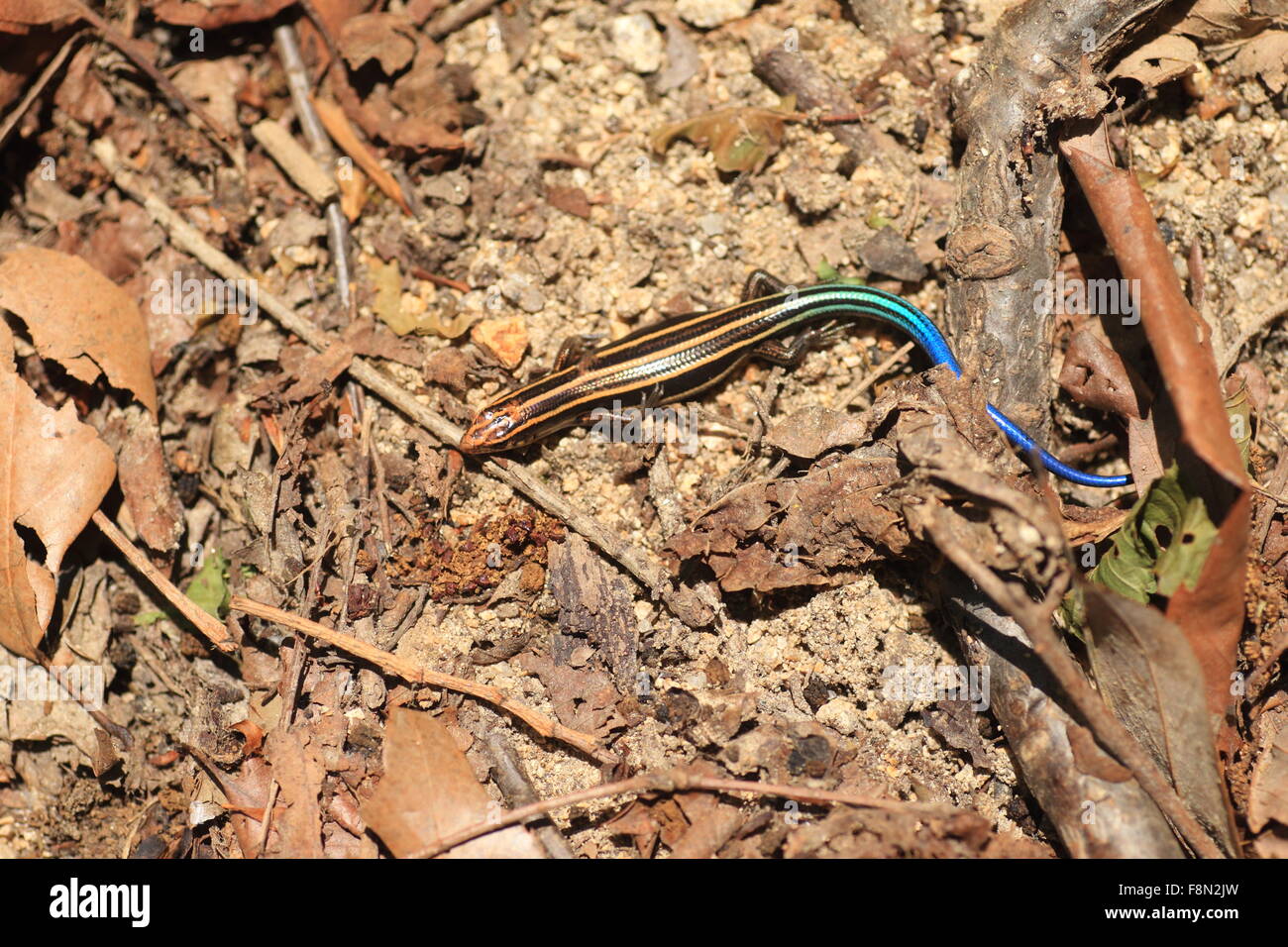 Japanese Skink (Plestiodon japonicus) in Japan Stock Photo - Alamy