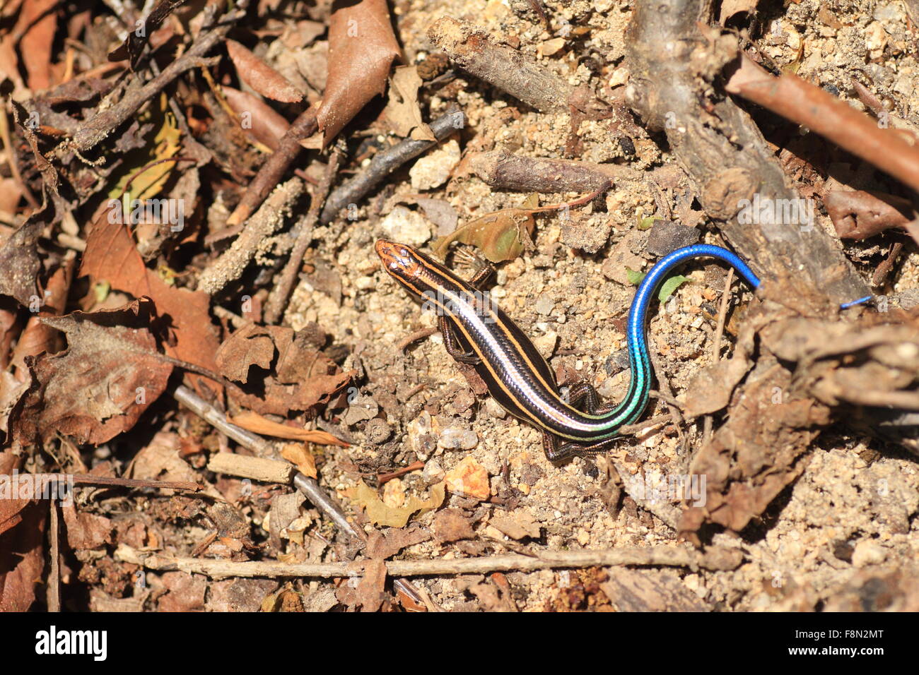 Japanese Skink (Plestiodon japonicus) in Japan Stock Photo - Alamy