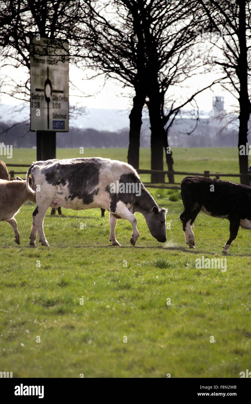 Town moor hi-res stock photography and images - Alamy