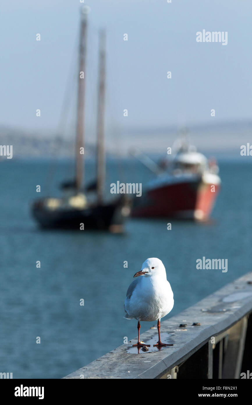 Luderitz harbour hi-res stock photography and images - Alamy