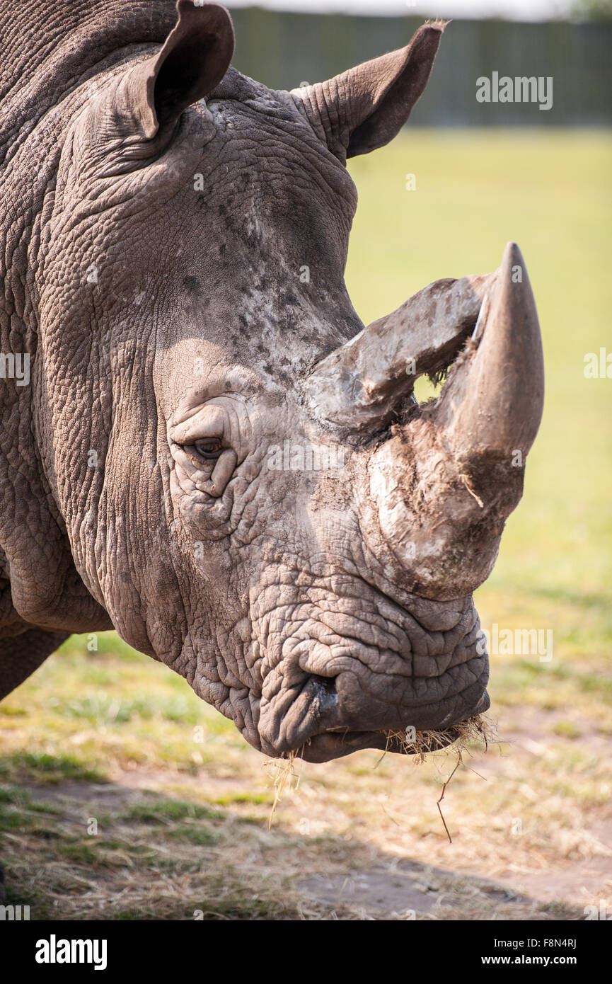 Close up of Rhinoceros head and horns Stock Photo - Alamy
