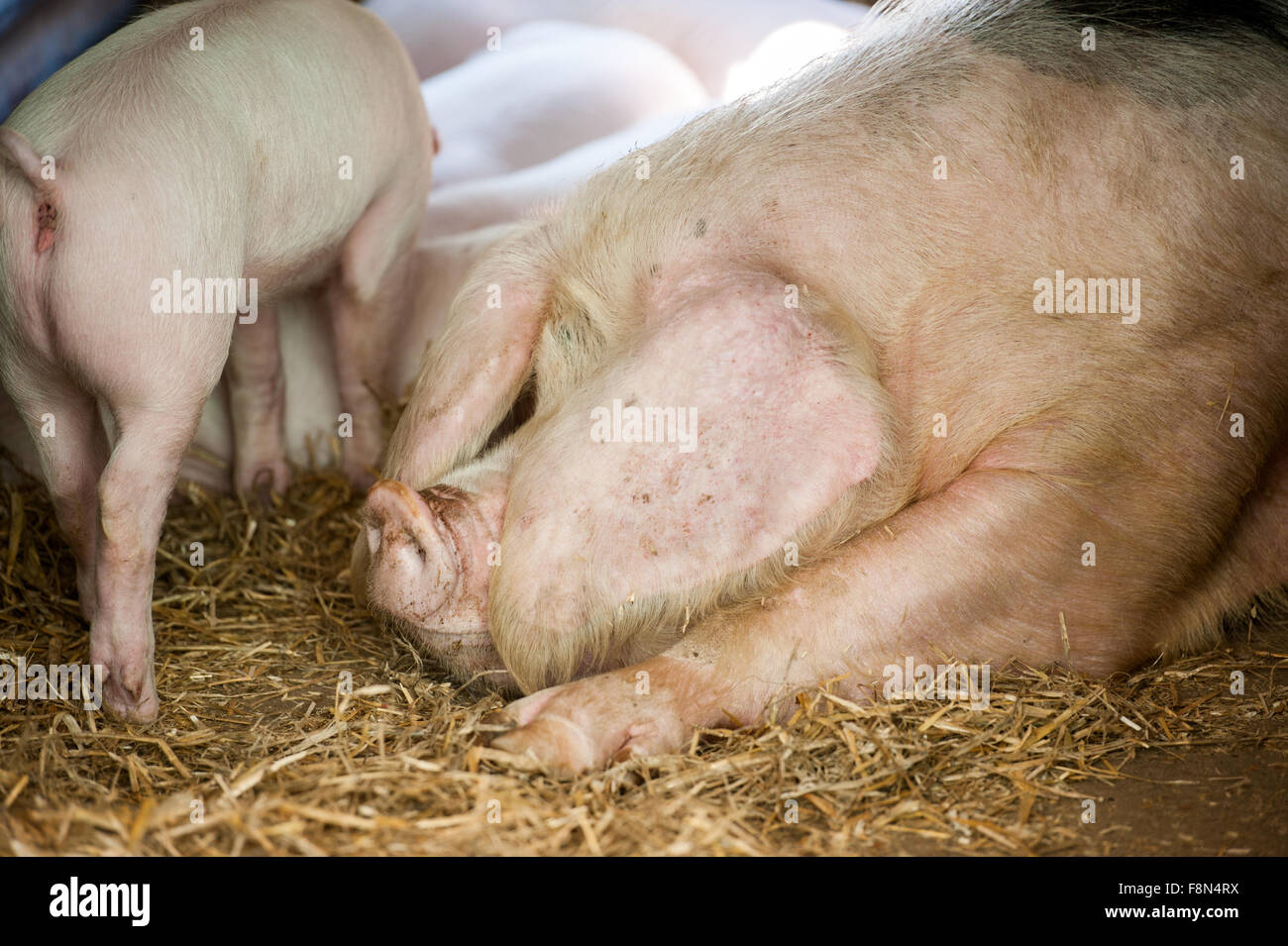 Piglets sleeping pigs pig hi-res stock photography and images - Alamy