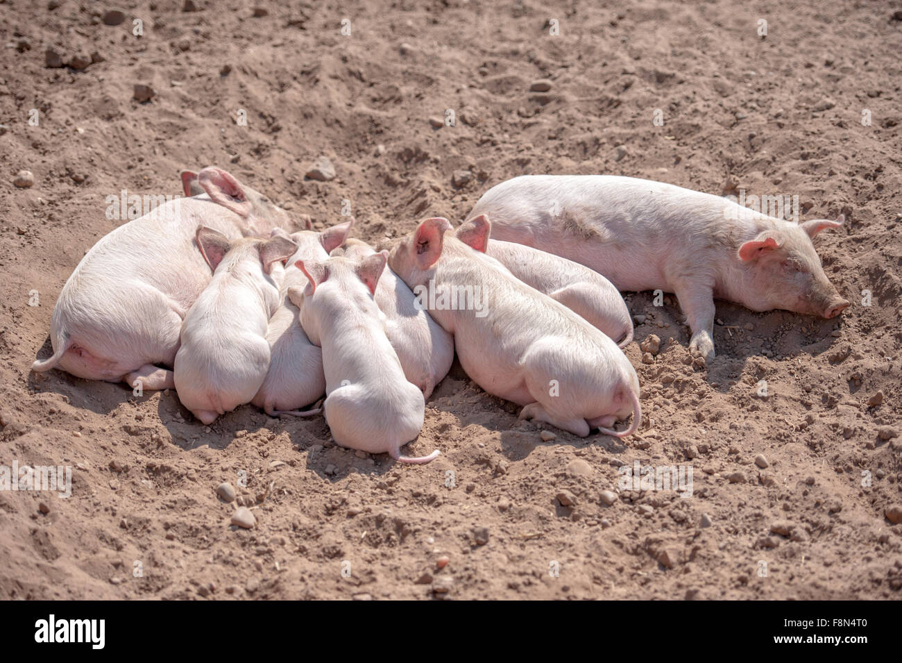 Piglets sleeping in pigsty on farm Stock Photo - Alamy