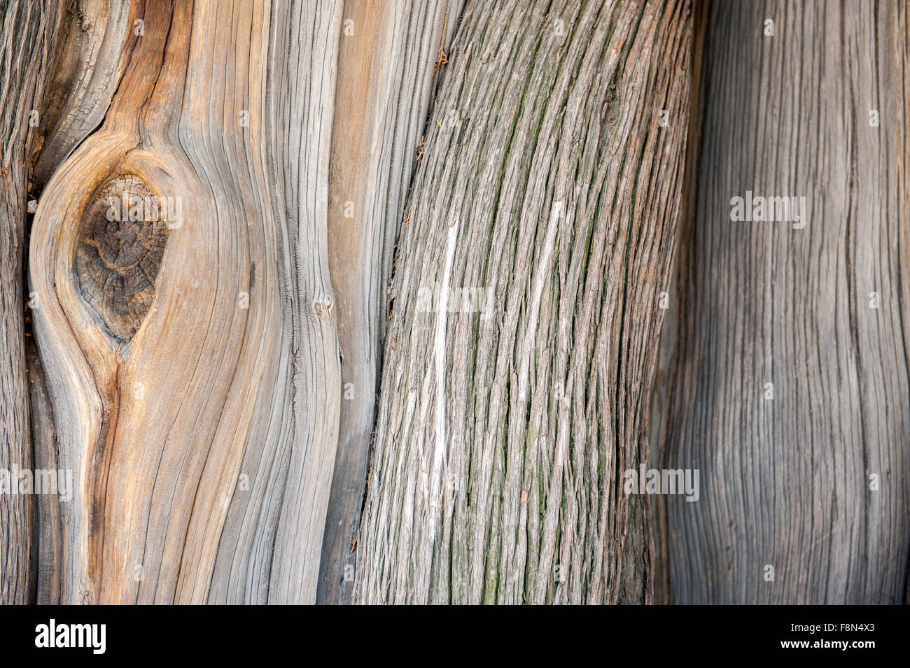 Close up of tree bark texture and grooves Stock Photo - Alamy
