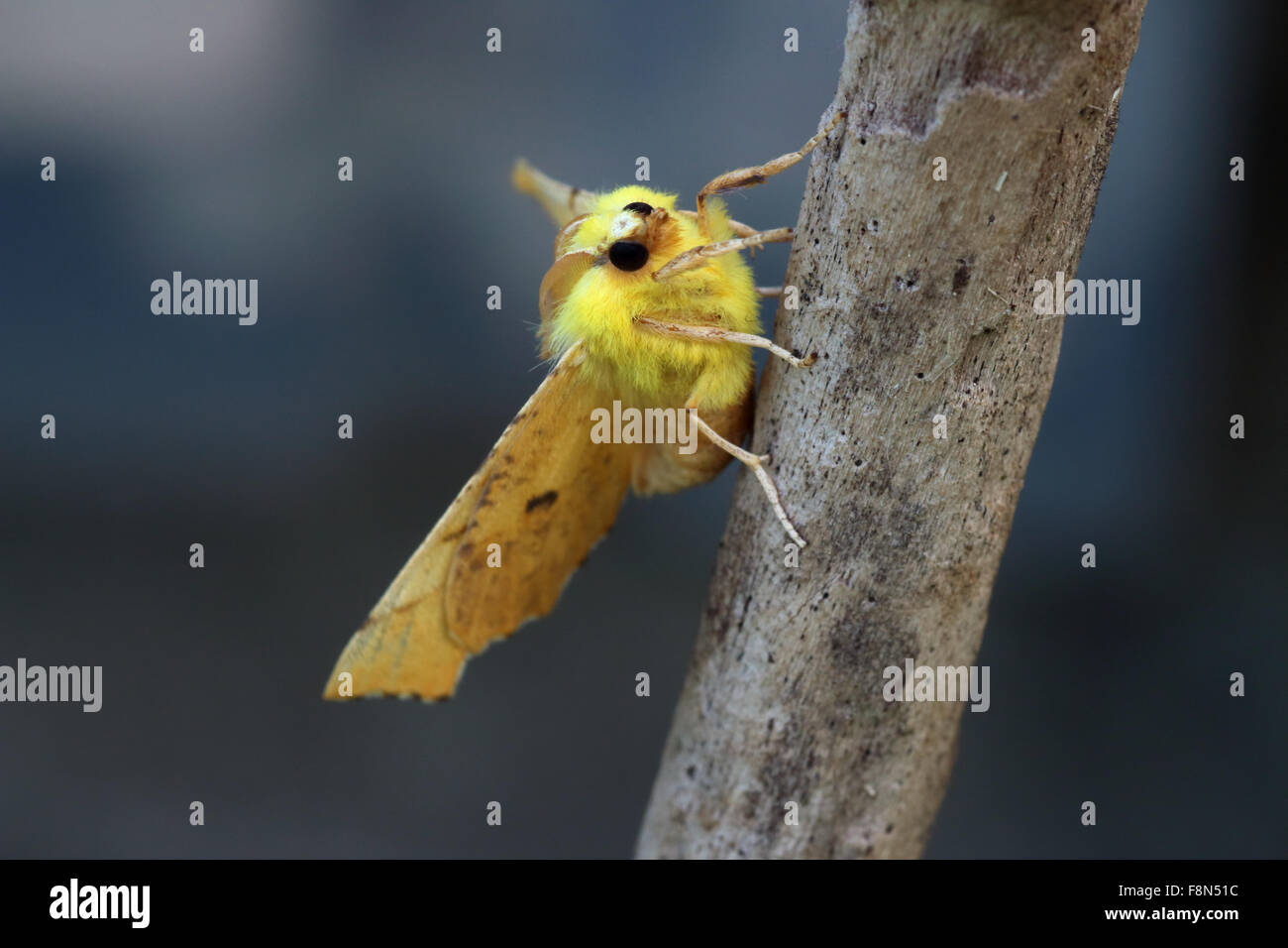 Large thorn moth hi-res stock photography and images - Alamy