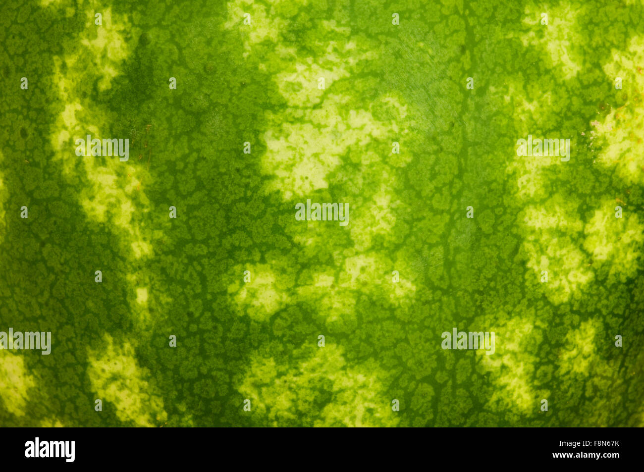 Close up - green skin of the watermelon Stock Photo - Alamy