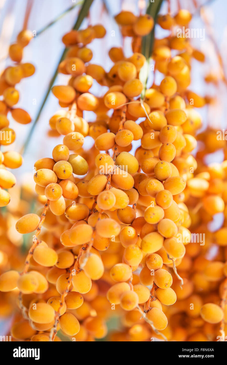 Date fruits on the tree. Close-up Stock Photo - Alamy