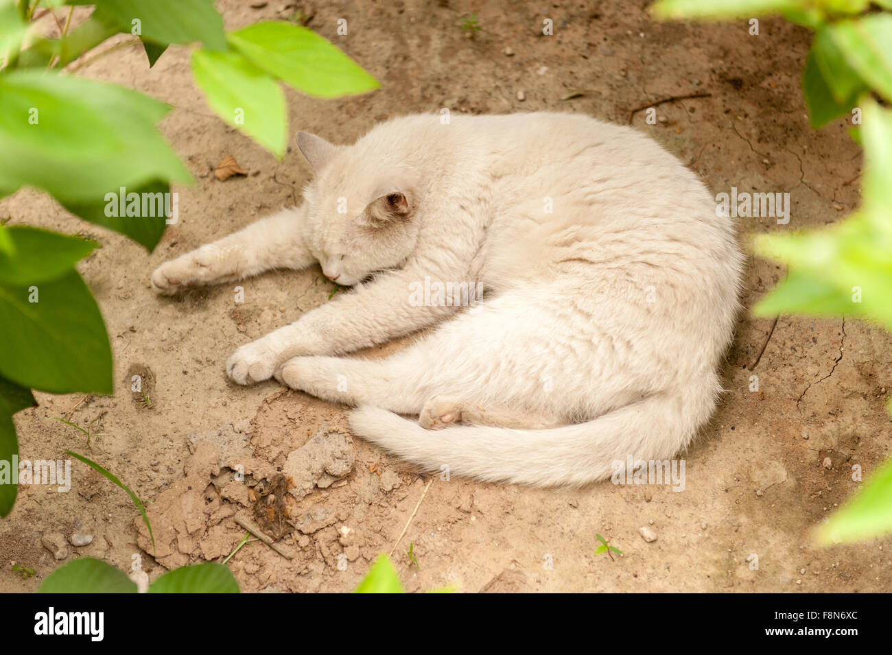 Cat white animal feline pet hi-res stock photography and images - Alamy