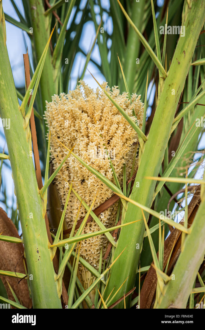 Date fruits on the tree. Close-up Stock Photo - Alamy
