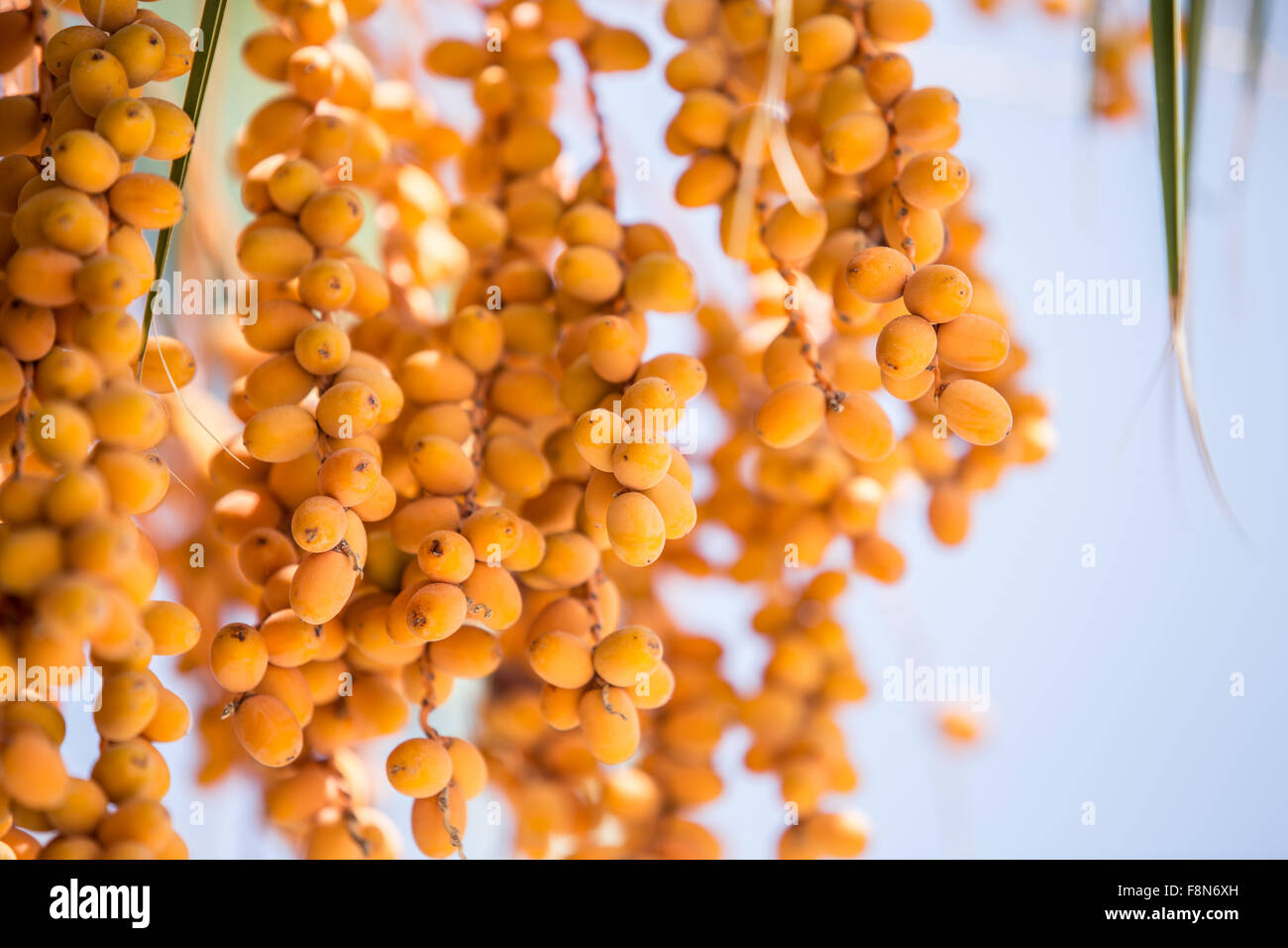 Date fruits on the tree. Close-up Stock Photo - Alamy
