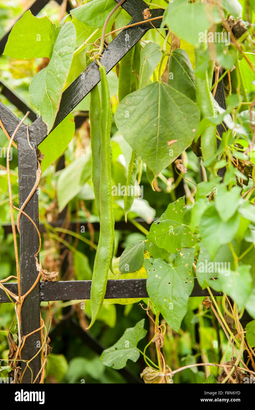 Single green bean in garden in summer Stock Photo - Alamy