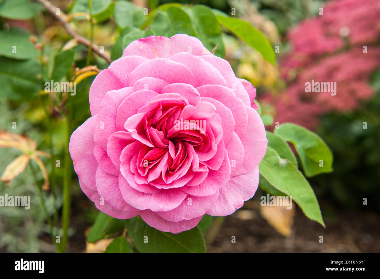 A single pink flower close up in garden in summer Stock Photo - Alamy