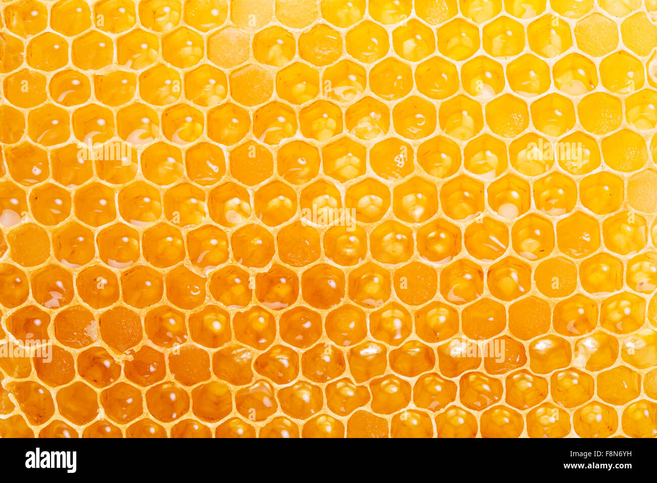 Honeycomb. High-quality picture. Macro shot Stock Photo - Alamy