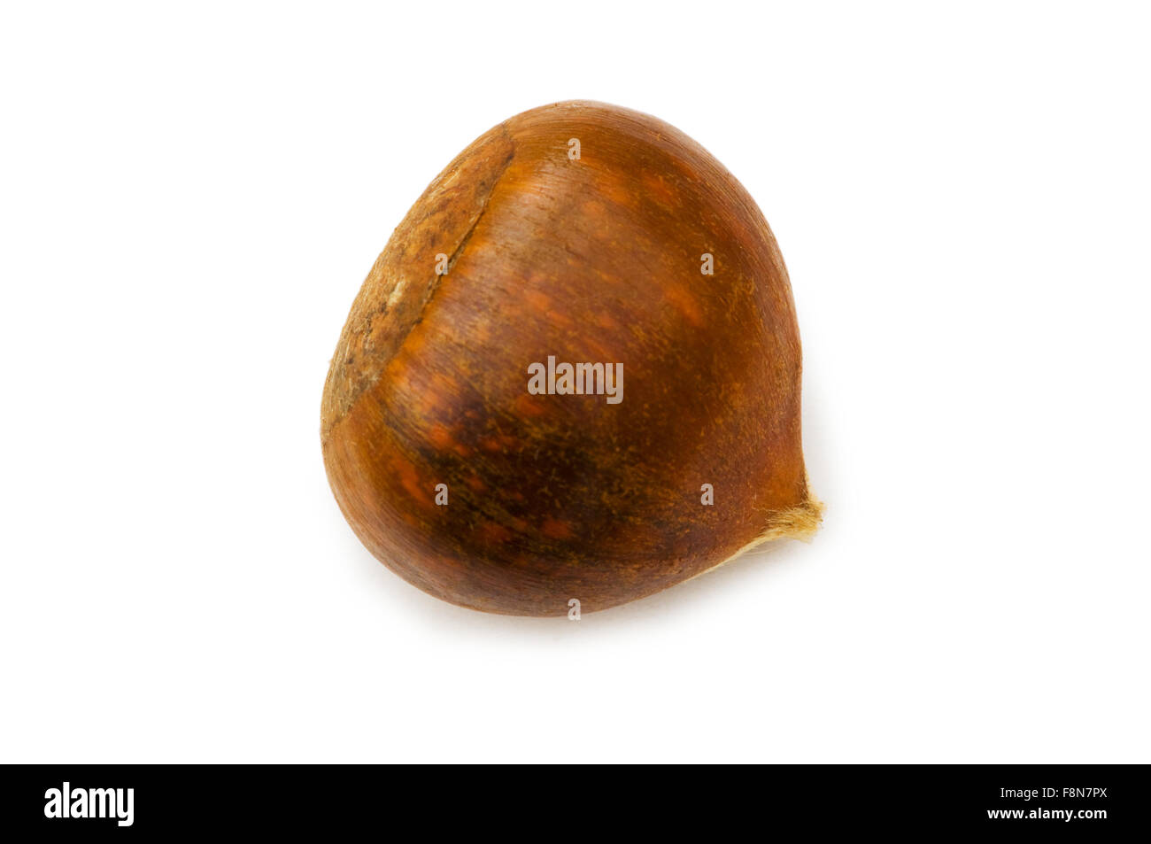 One chestnut isolated on the white background Stock Photo - Alamy