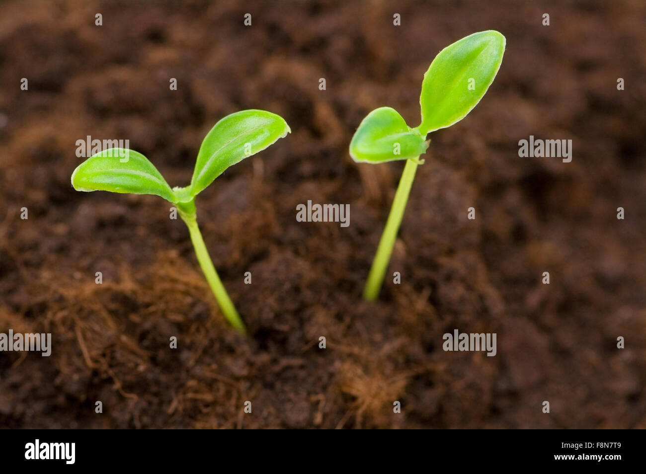Green seedling growing out of the soil Stock Photo - Alamy