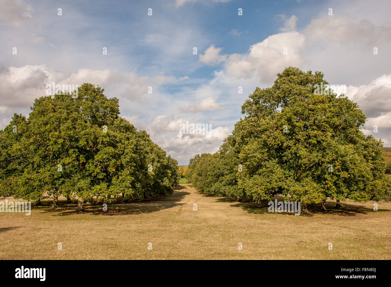 two large trees in afield in summer Stock Photo - Alamy