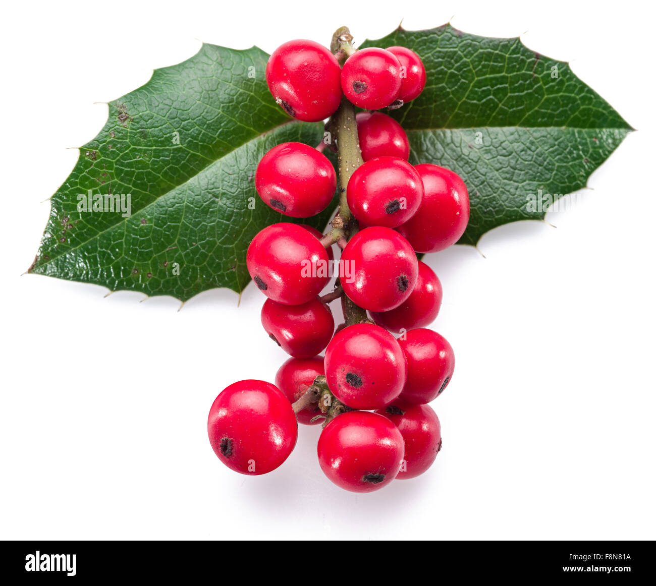 European Holly (Ilex) leaves and fruit on a white background Stock ...