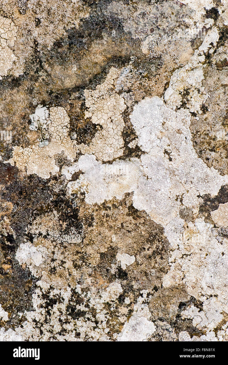 Lichens growth patterns hi-res stock photography and images - Alamy