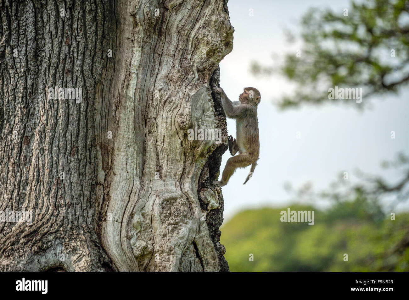 A single monkey climbing a large tree Stock Photo - Alamy
