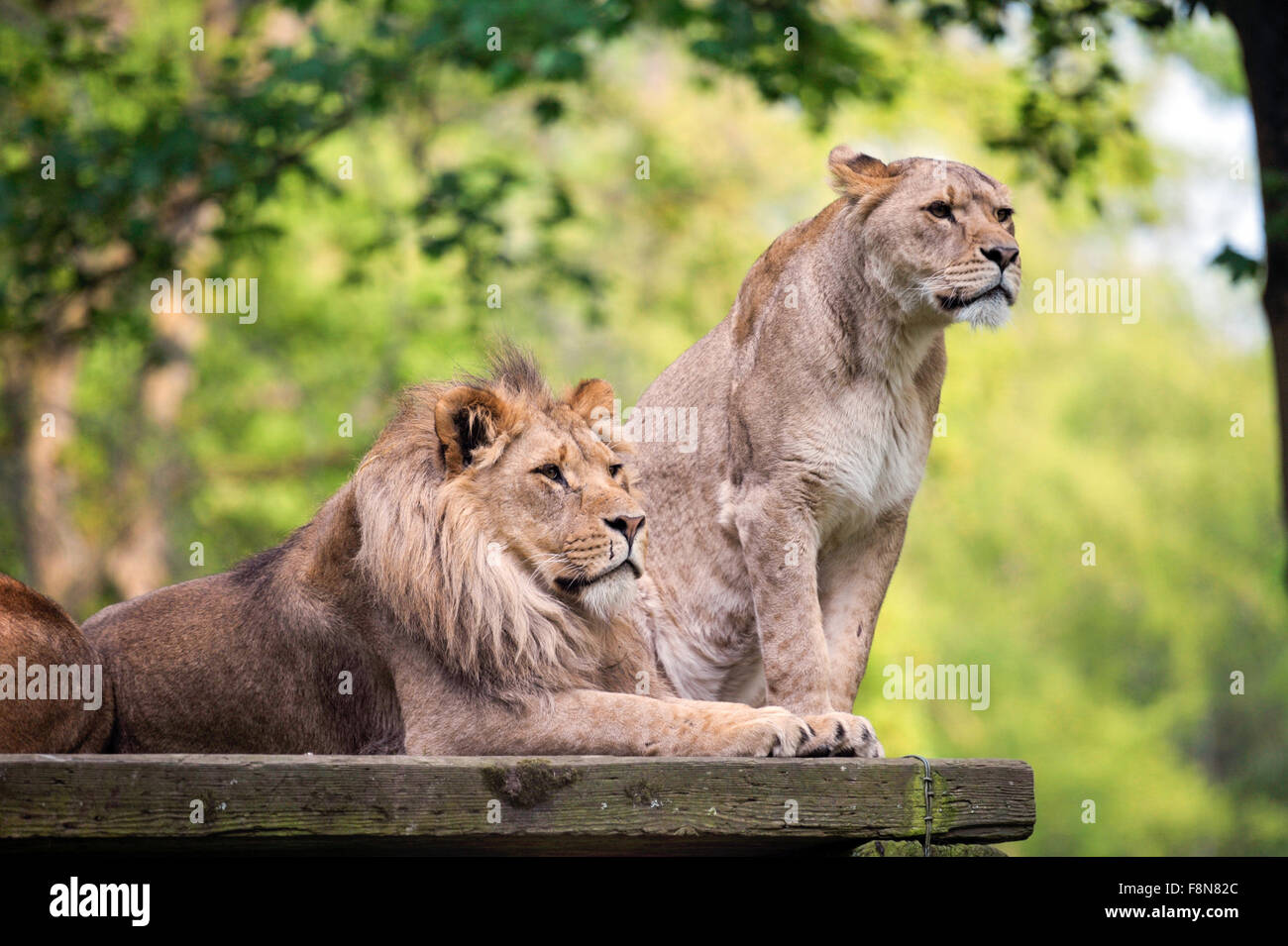 Lion and lioness on platform in zoo Stock Photo - Alamy