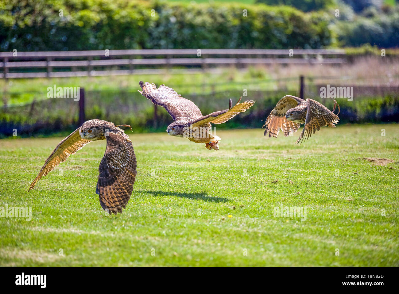 Owl prey attack hi-res stock photography and images - Alamy