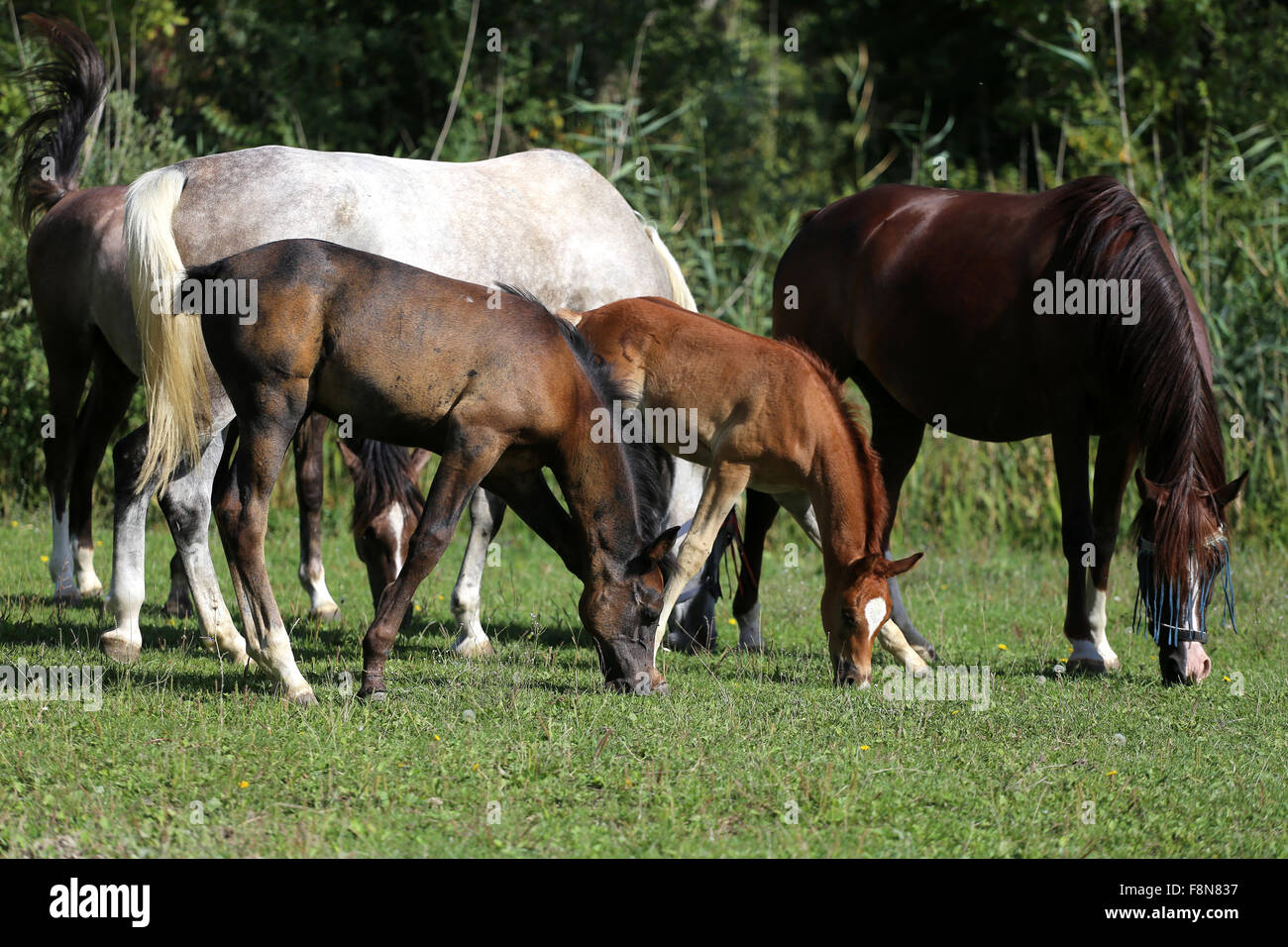 Group of thoroughbred arabian foals and mares grazing fresh green grass ...