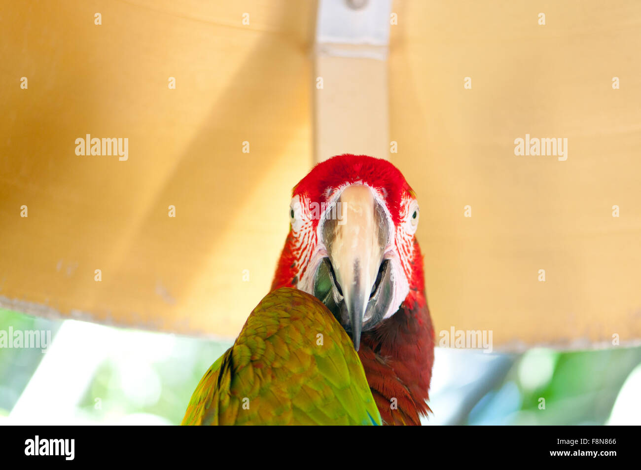 Colourful parrot bird sitting on the perch Stock Photo - Alamy