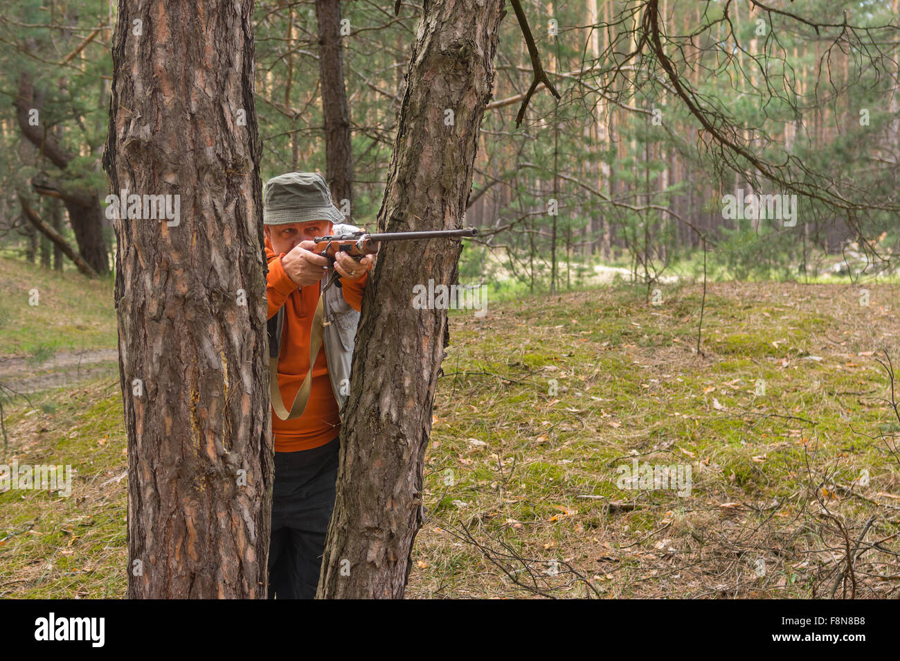 Senior hunter aim rifle standing between pine-trees in forest Stock ...