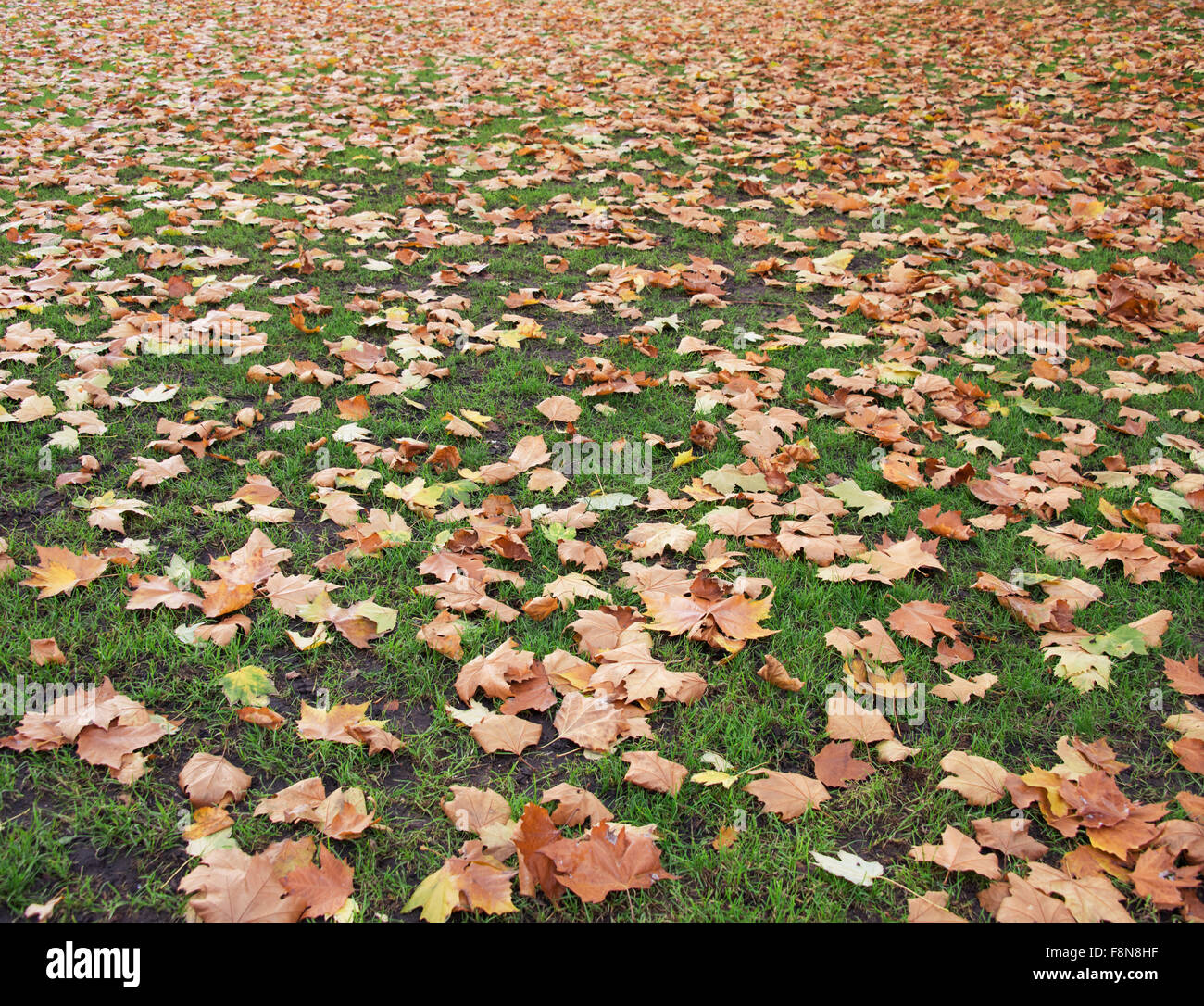 Fall autumn season in the forest Stock Photo - Alamy