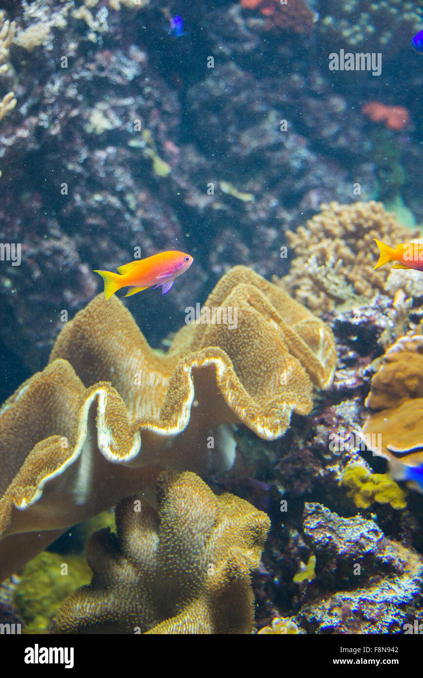 Tropical fish under the water Stock Photo - Alamy