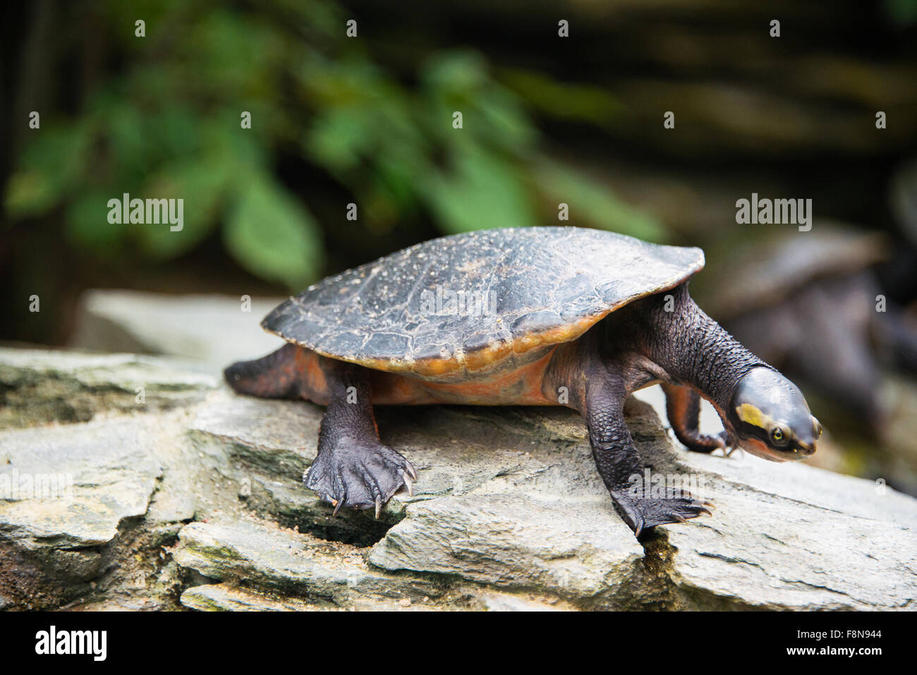 Turtle walking slowly across the field Stock Photo - Alamy
