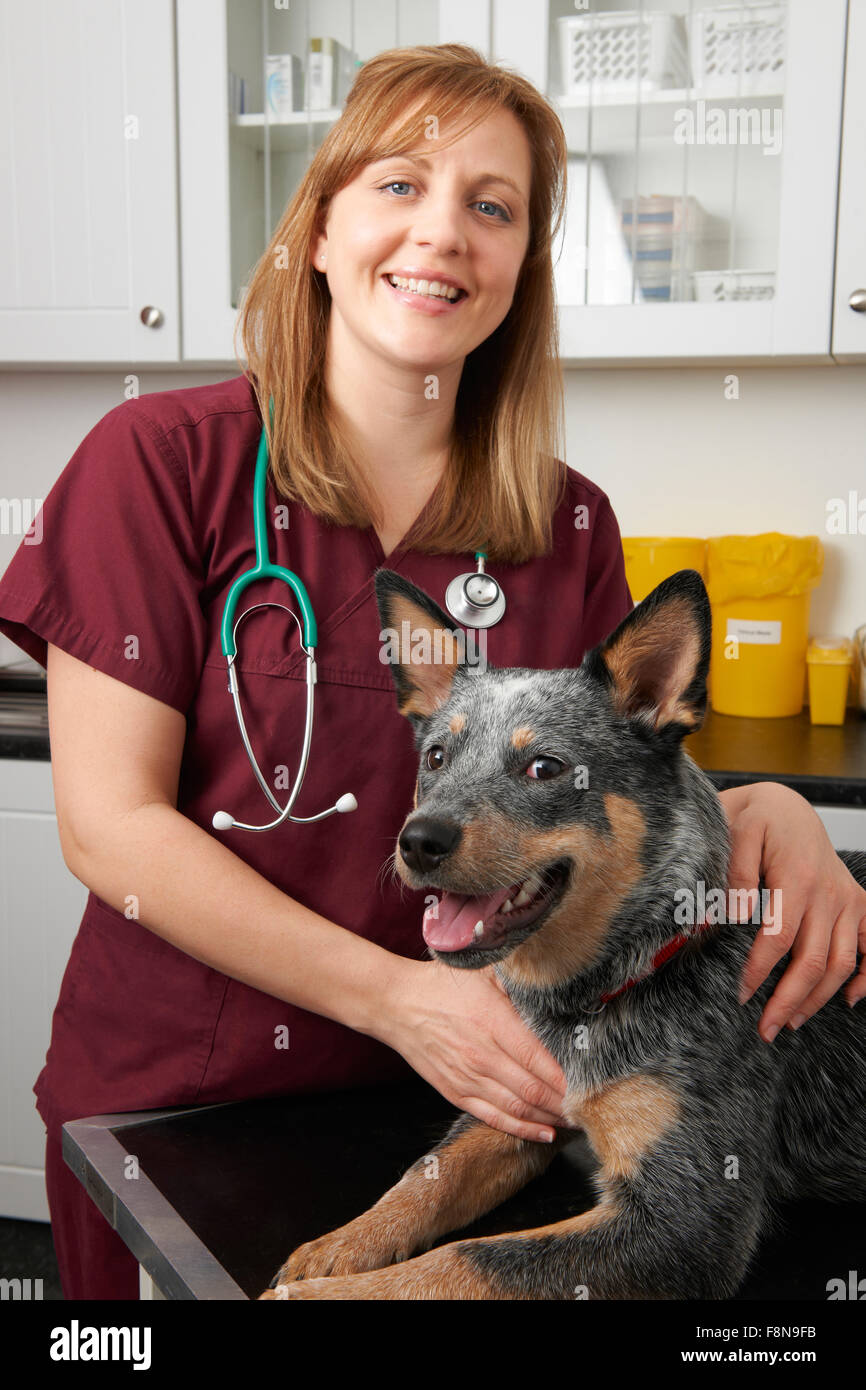 Dog surgery vet clinic hi-res stock photography and images - Alamy
