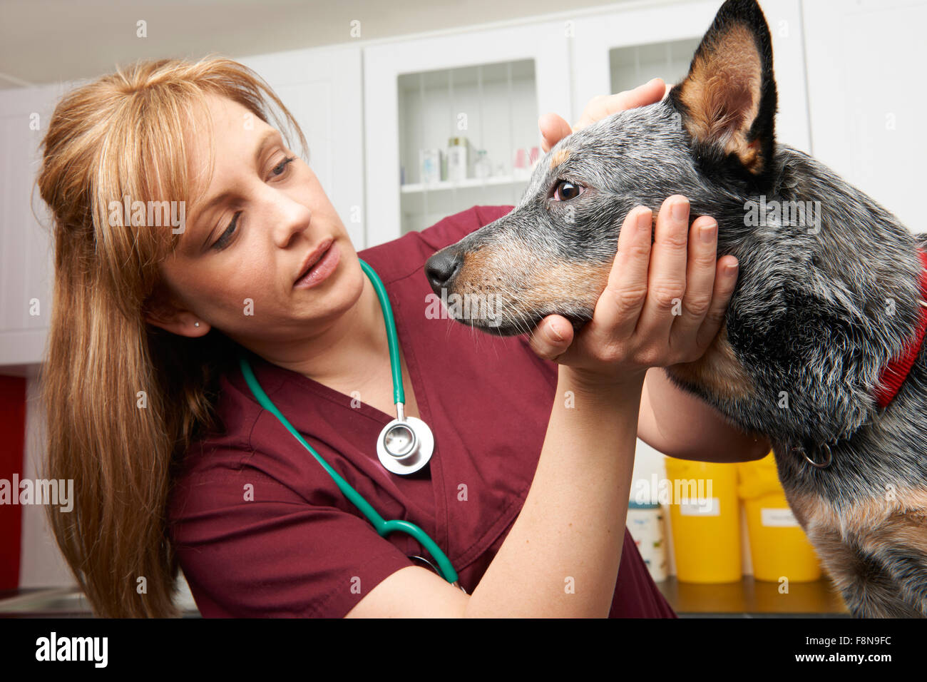 Female Vet Examining Dog In Surgery Stock Photo - Alamy