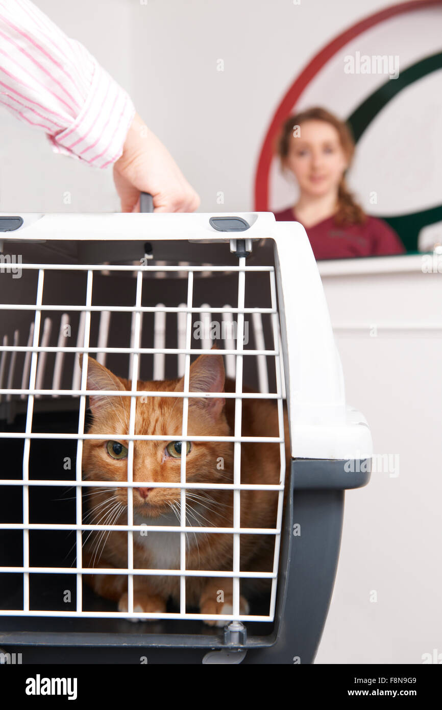 Woman vet cat hi-res stock photography and images - Alamy