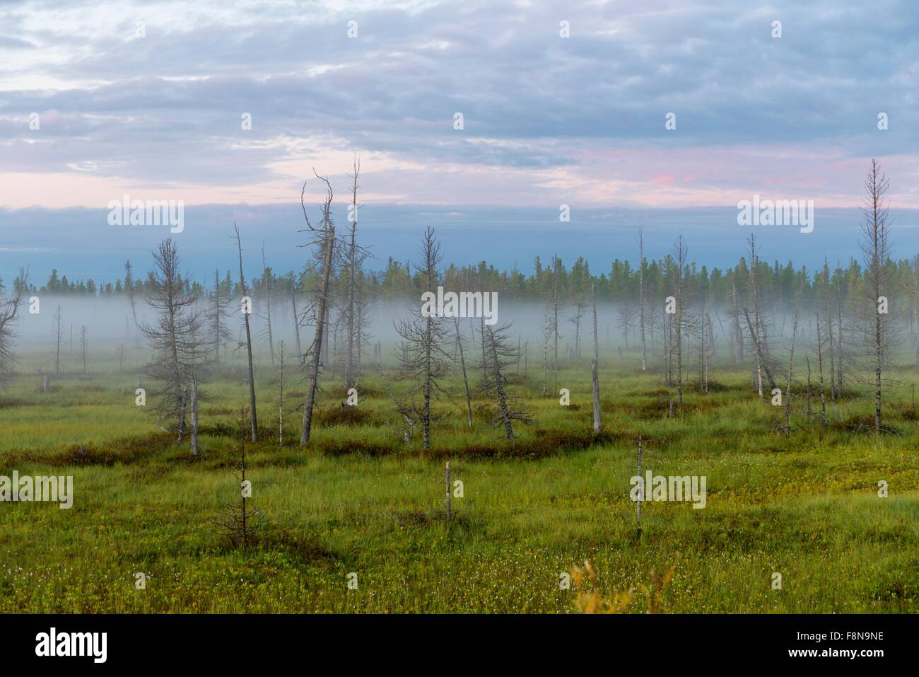 beautiful landscapes of the wild nature of the Yamal Peninsula, Russia ...