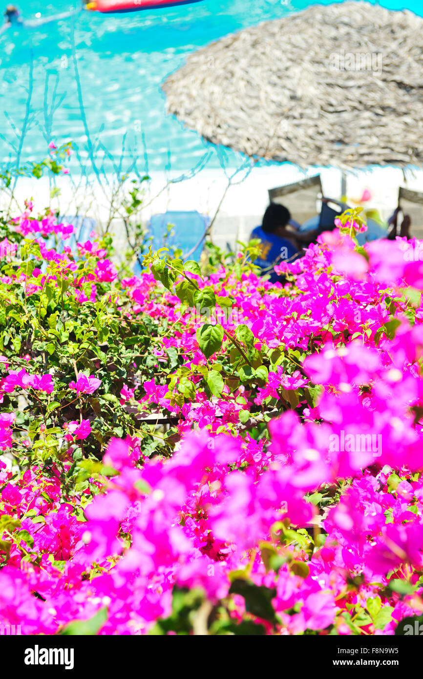 romantic balcony with flowers and swimming pool view Stock Photo - Alamy