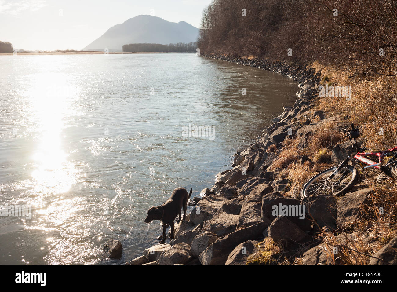 Dog at the Fraser River, BC, Canada Stock Photo - Alamy