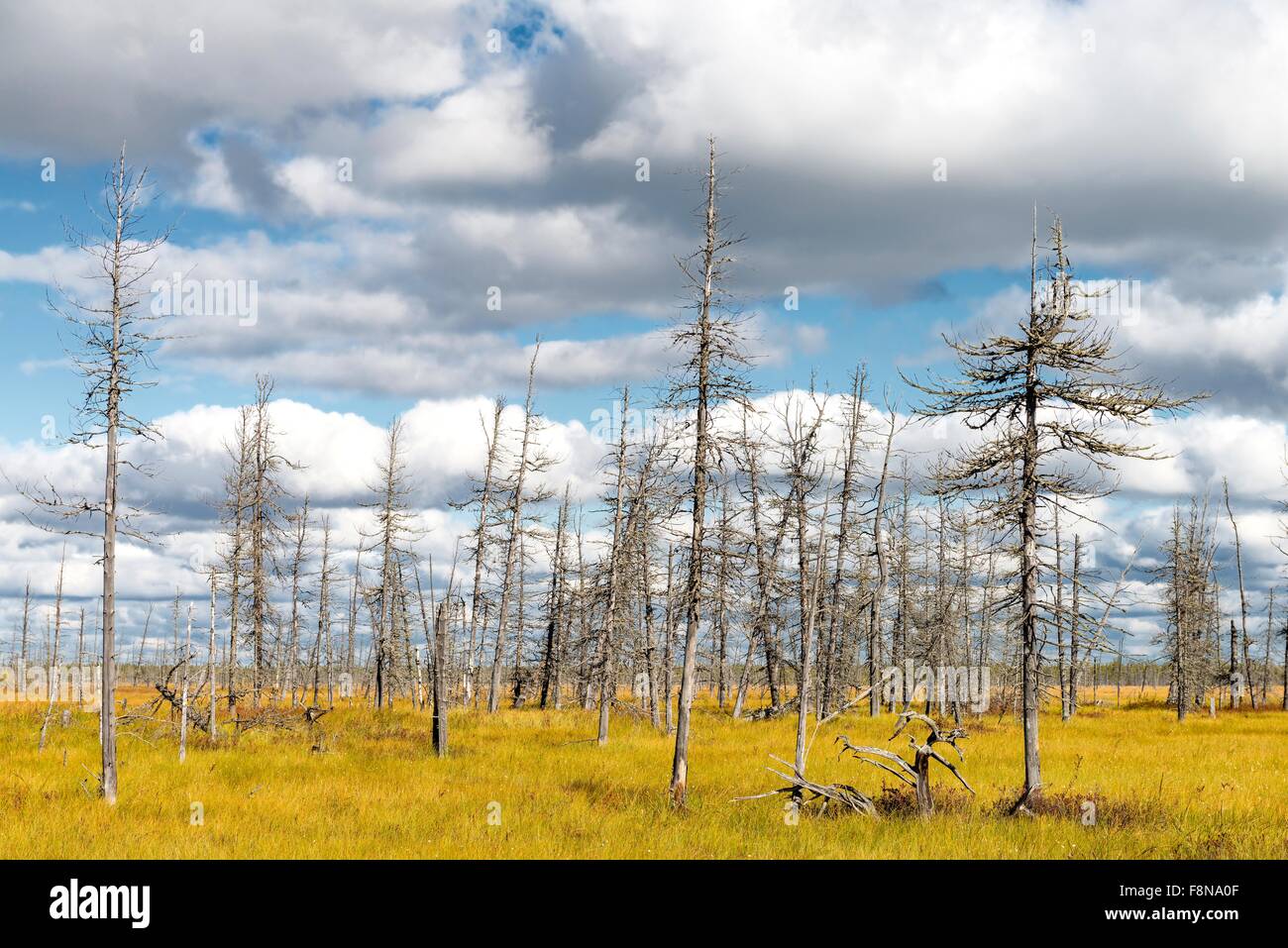 beautiful landscapes of the wild nature of the Yamal Peninsula, Russia ...