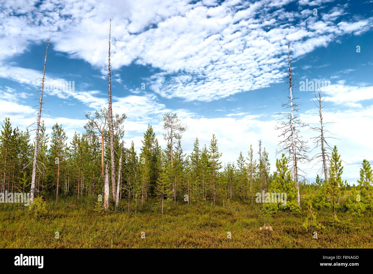 beautiful landscapes of the wild nature of the Yamal Peninsula, Russia ...