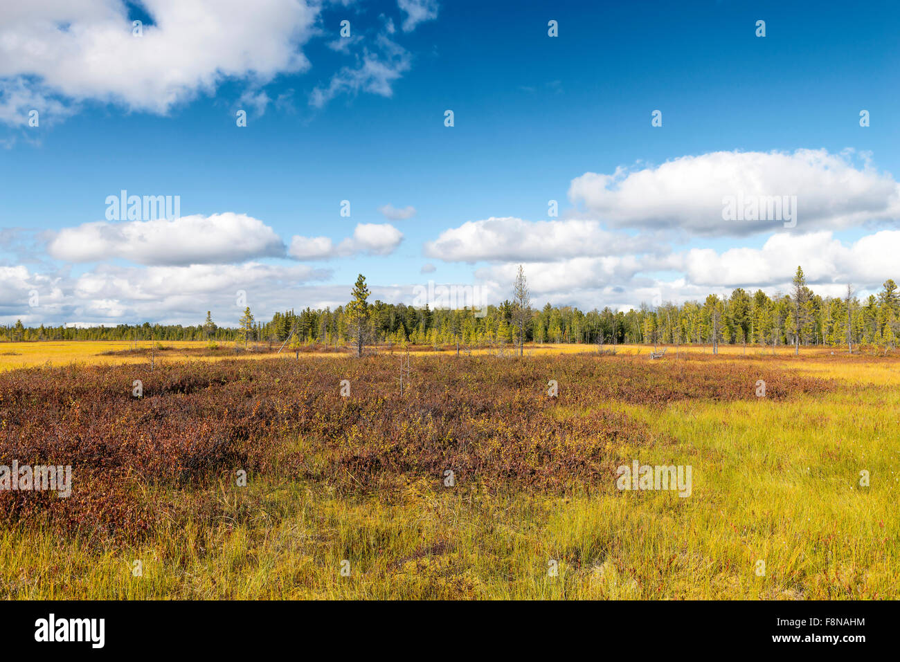 beautiful landscapes of the wild nature of the Yamal Peninsula, Russia ...