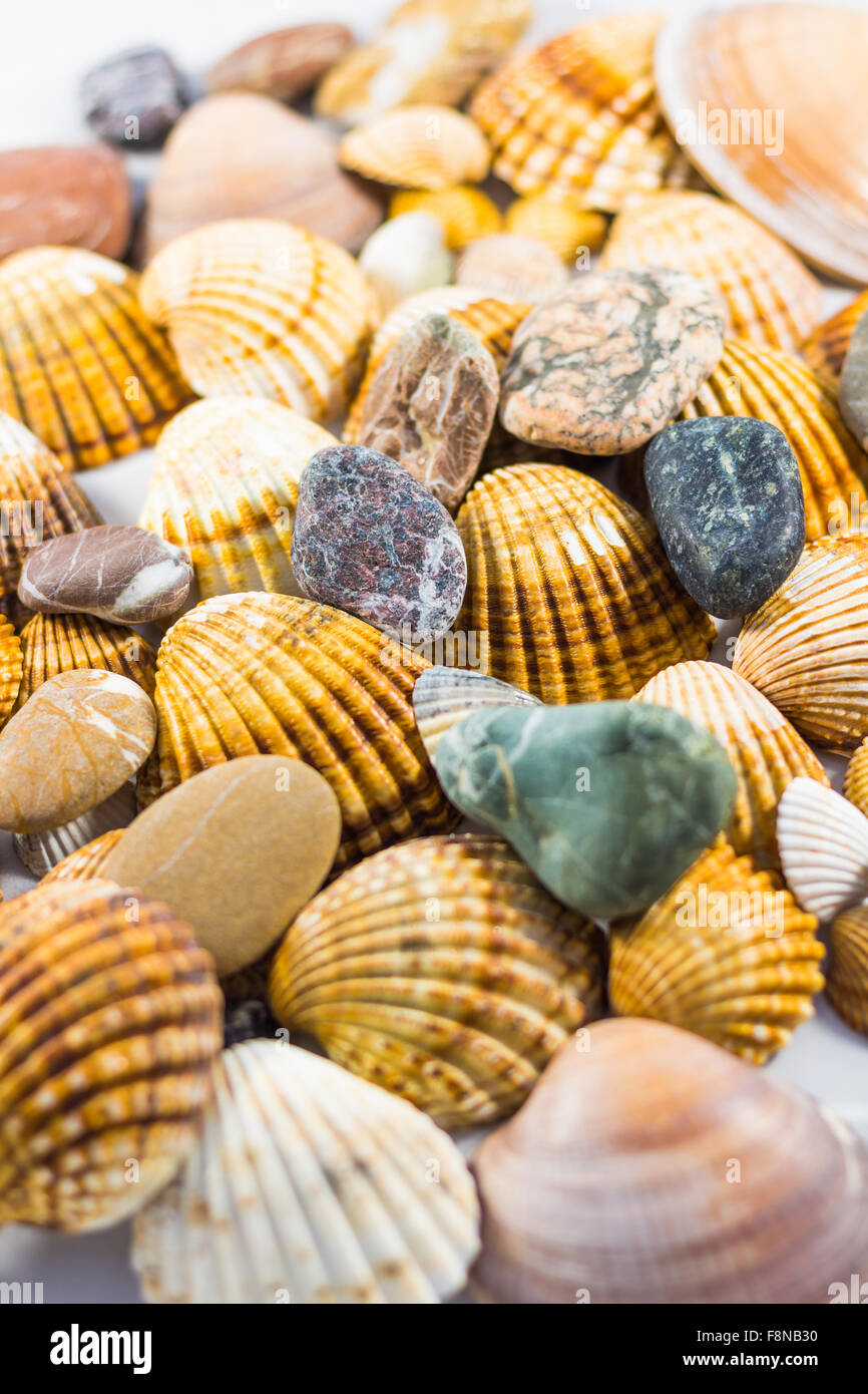 seashells collection isolated, Seashell background Stock Photo - Alamy