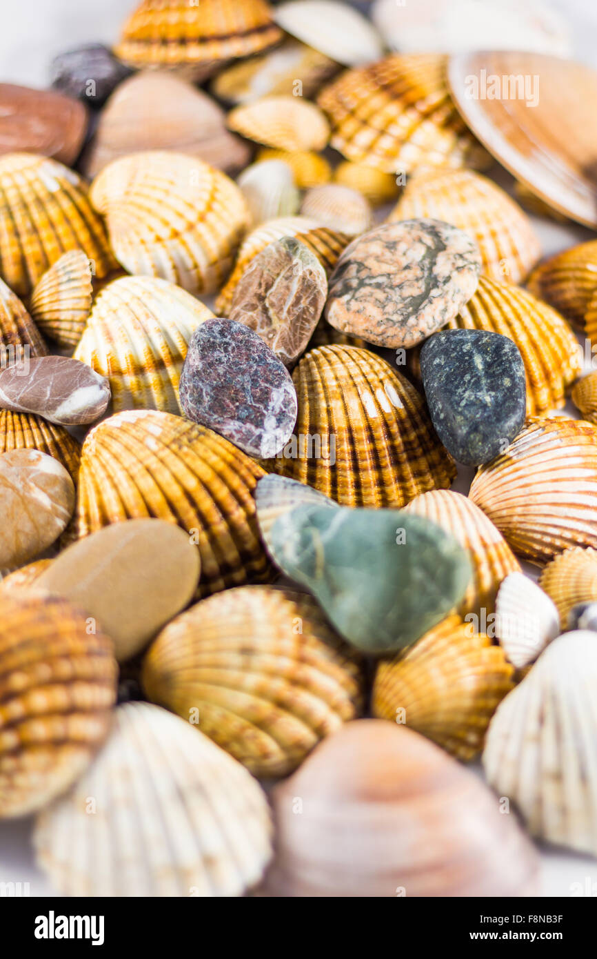 Seashells On The Seashore