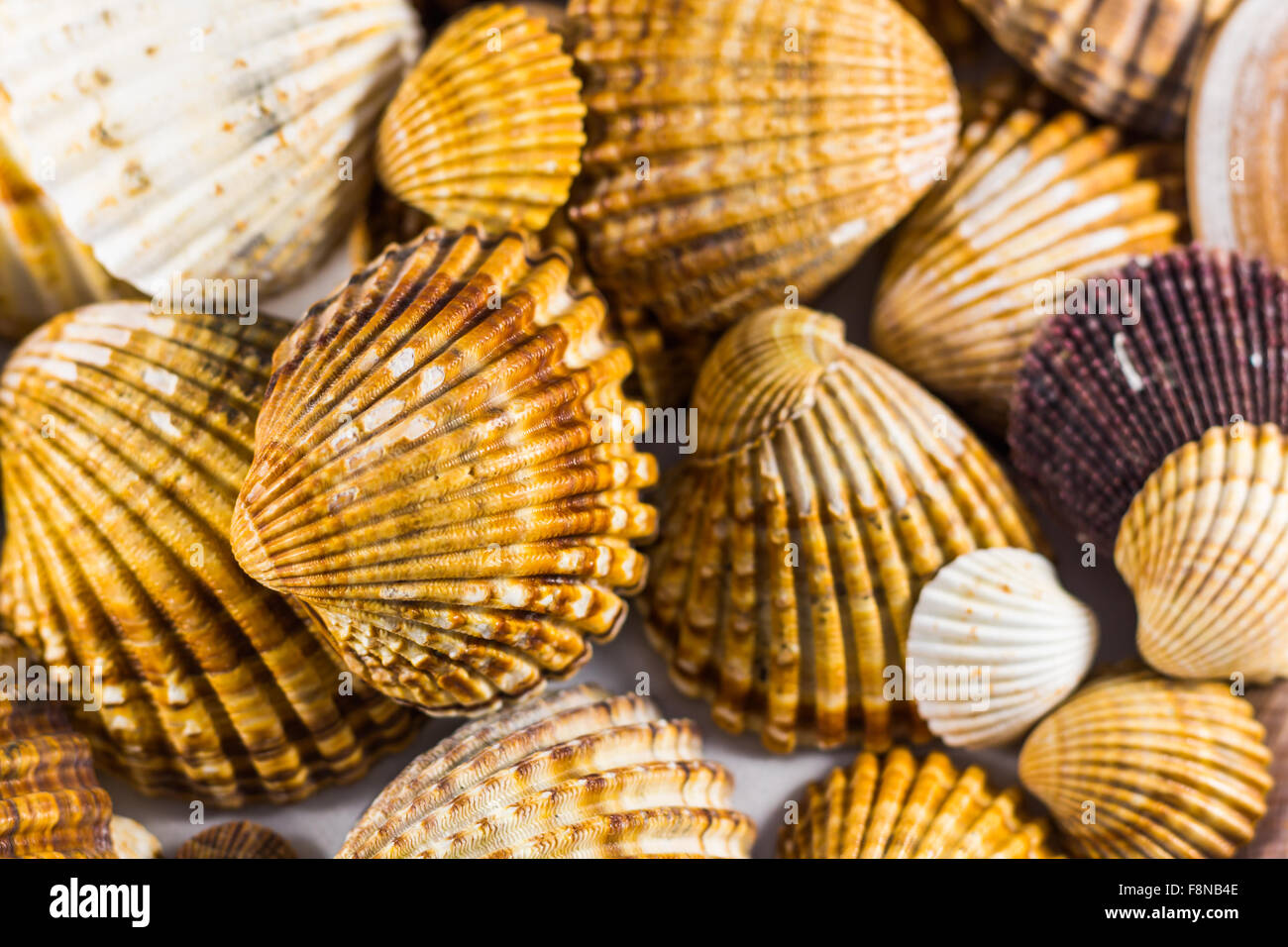 seashells collection isolated, Seashell background Stock Photo - Alamy