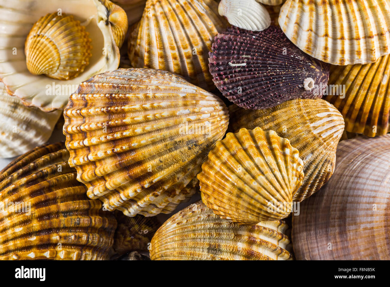 seashells collection isolated, Seashell background Stock Photo - Alamy