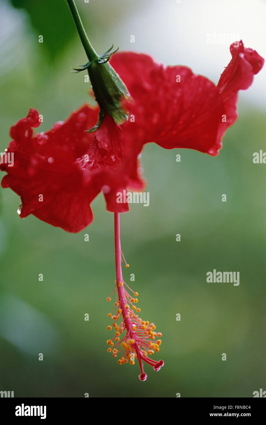 Fiji flower hi-res stock photography and images - Alamy