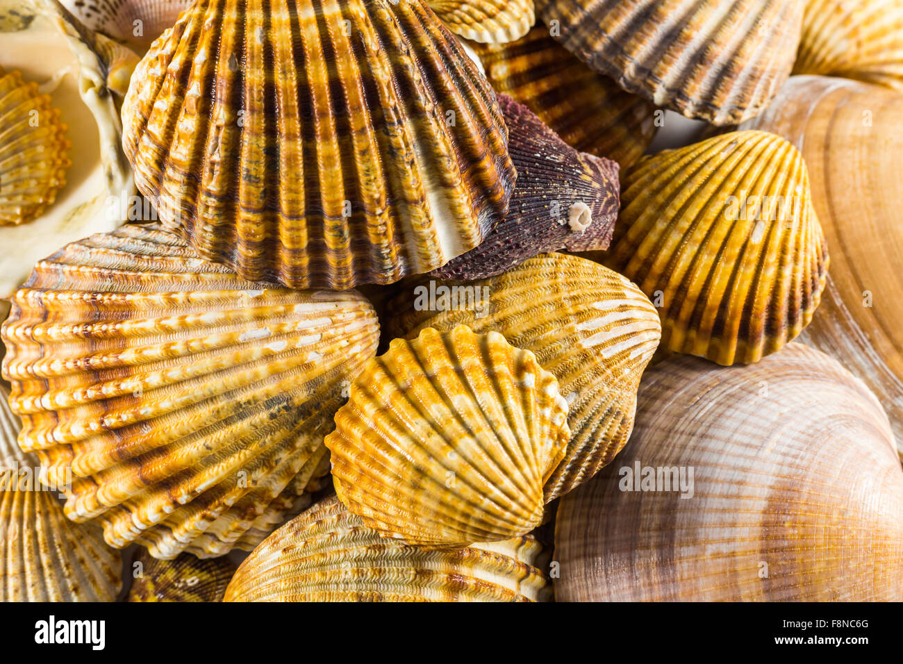 seashells collection isolated, Seashell background Stock Photo - Alamy